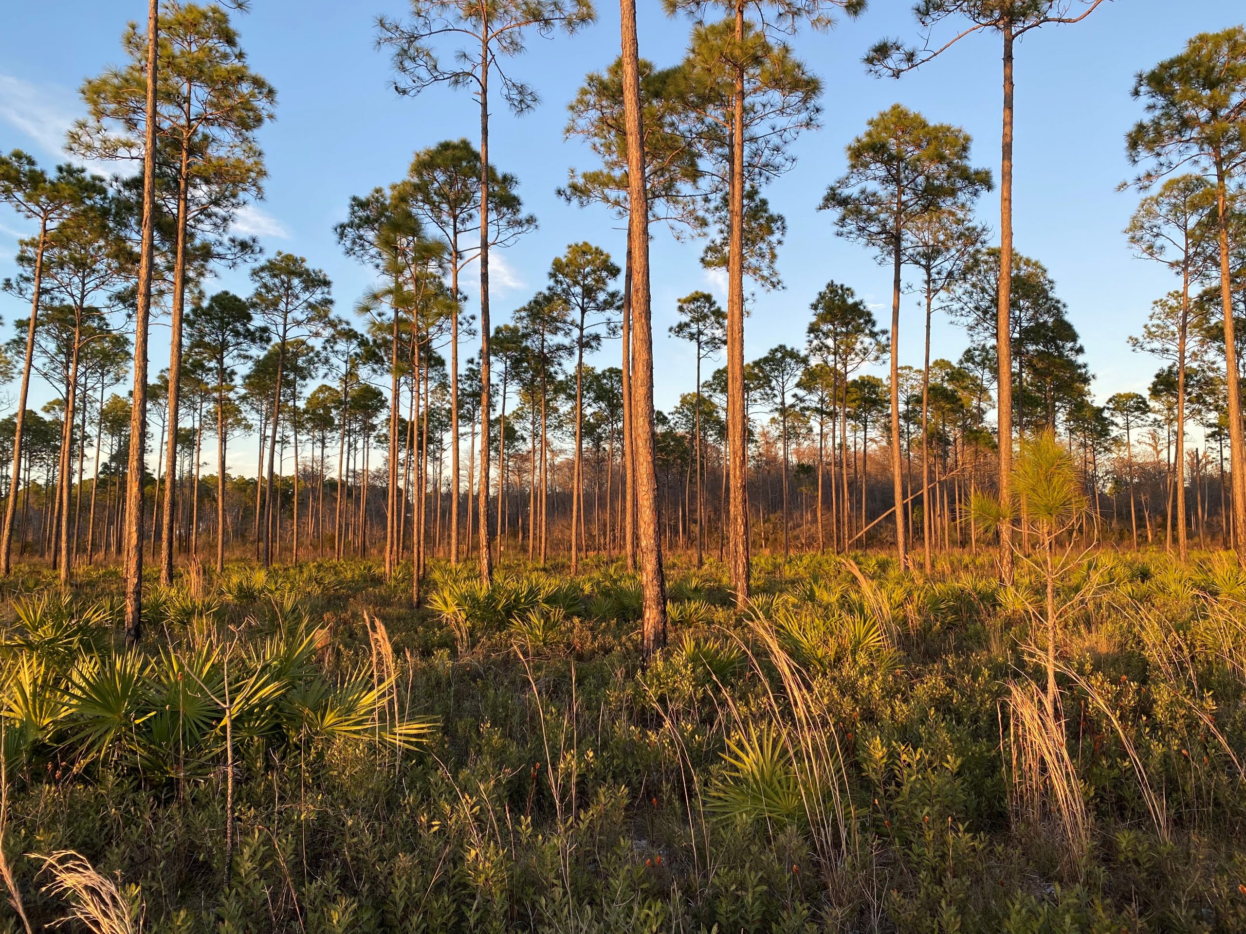 Take a Walk on the Wild Side at The Lodge 30A | St. Joe Resort Experiences