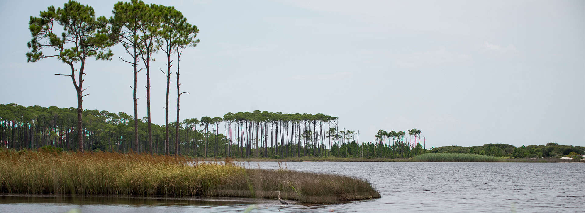 Spot Wildlife on 30A: A Kid-Friendly Guide for Families